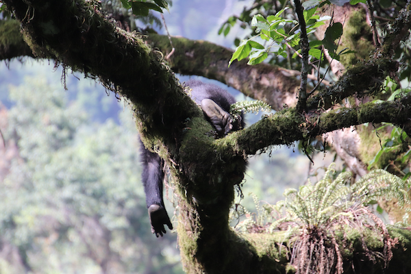 The Mighty Silverbacks of Uganda: How To Find Them - I am Lost and Found