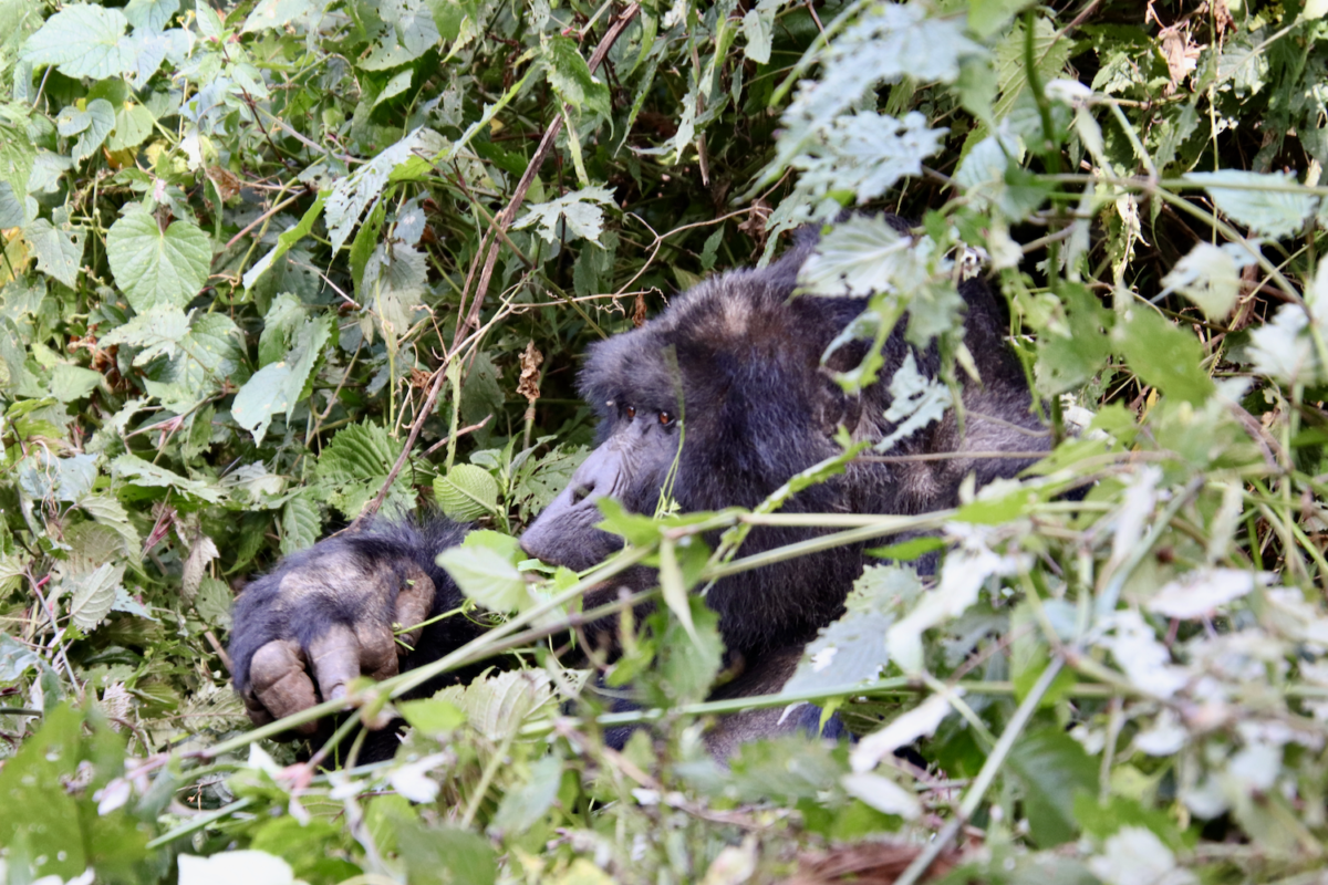 The Mighty Silverbacks of Uganda: How To Find Them - I am Lost and Found