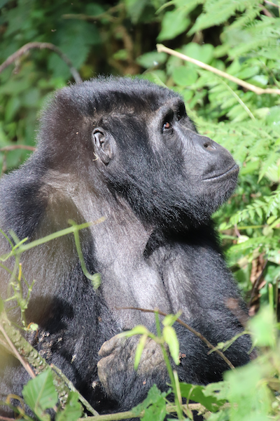 The Mighty Silverbacks of Uganda: How To Find Them - I am Lost and Found