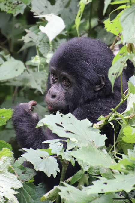 The Mighty Silverbacks of Uganda: How To Find Them - I am Lost and Found